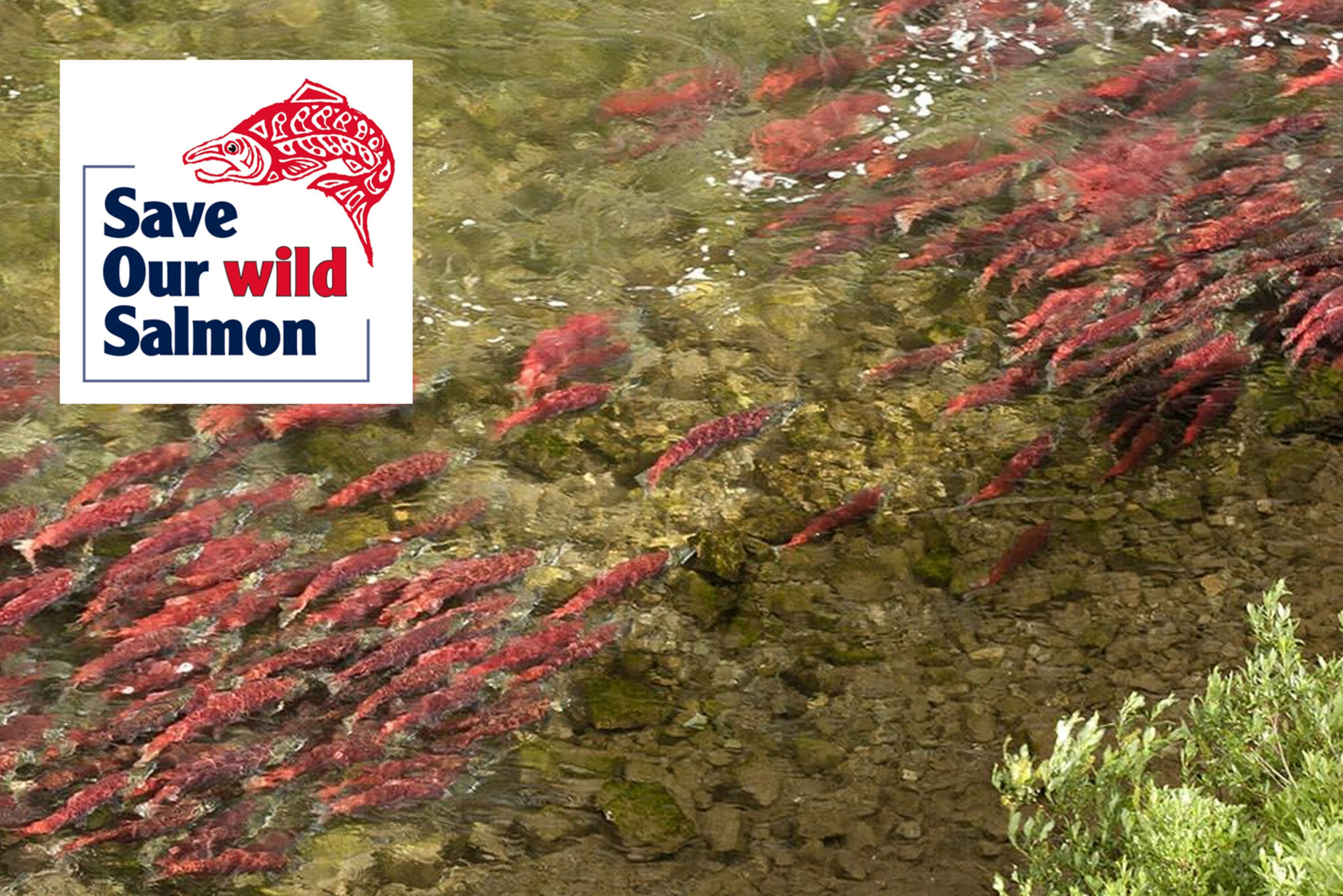 Save Our Wild Salmon – Mennen Environmental Foundation